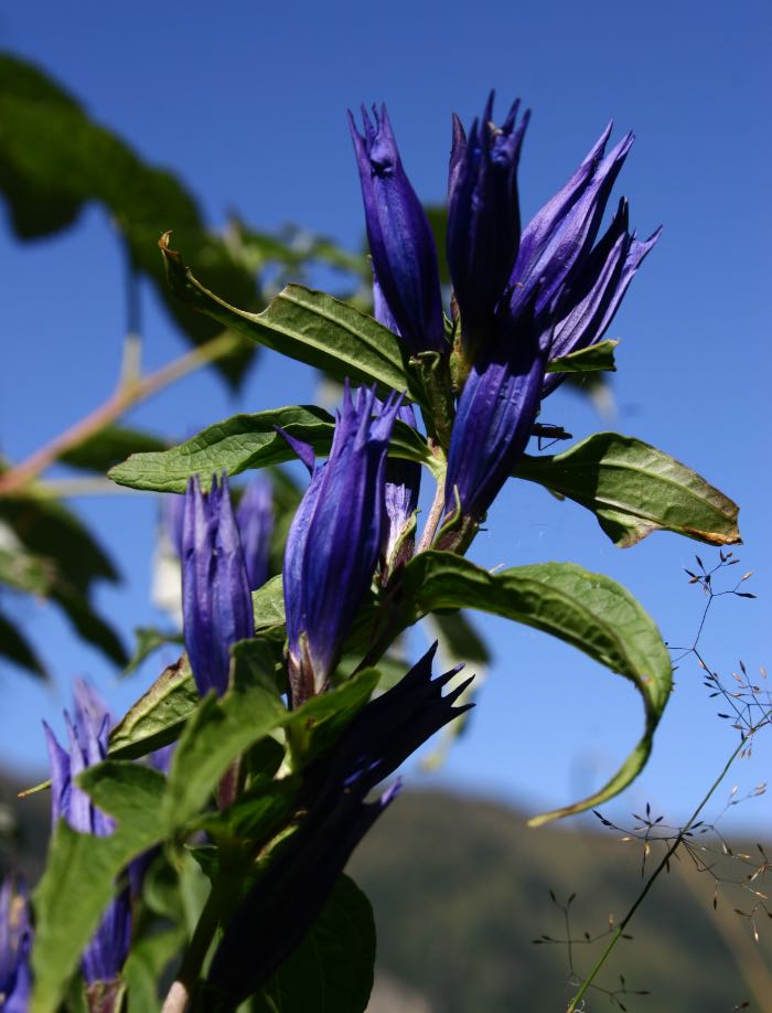 Erbe Officinali - Sauris Zahre