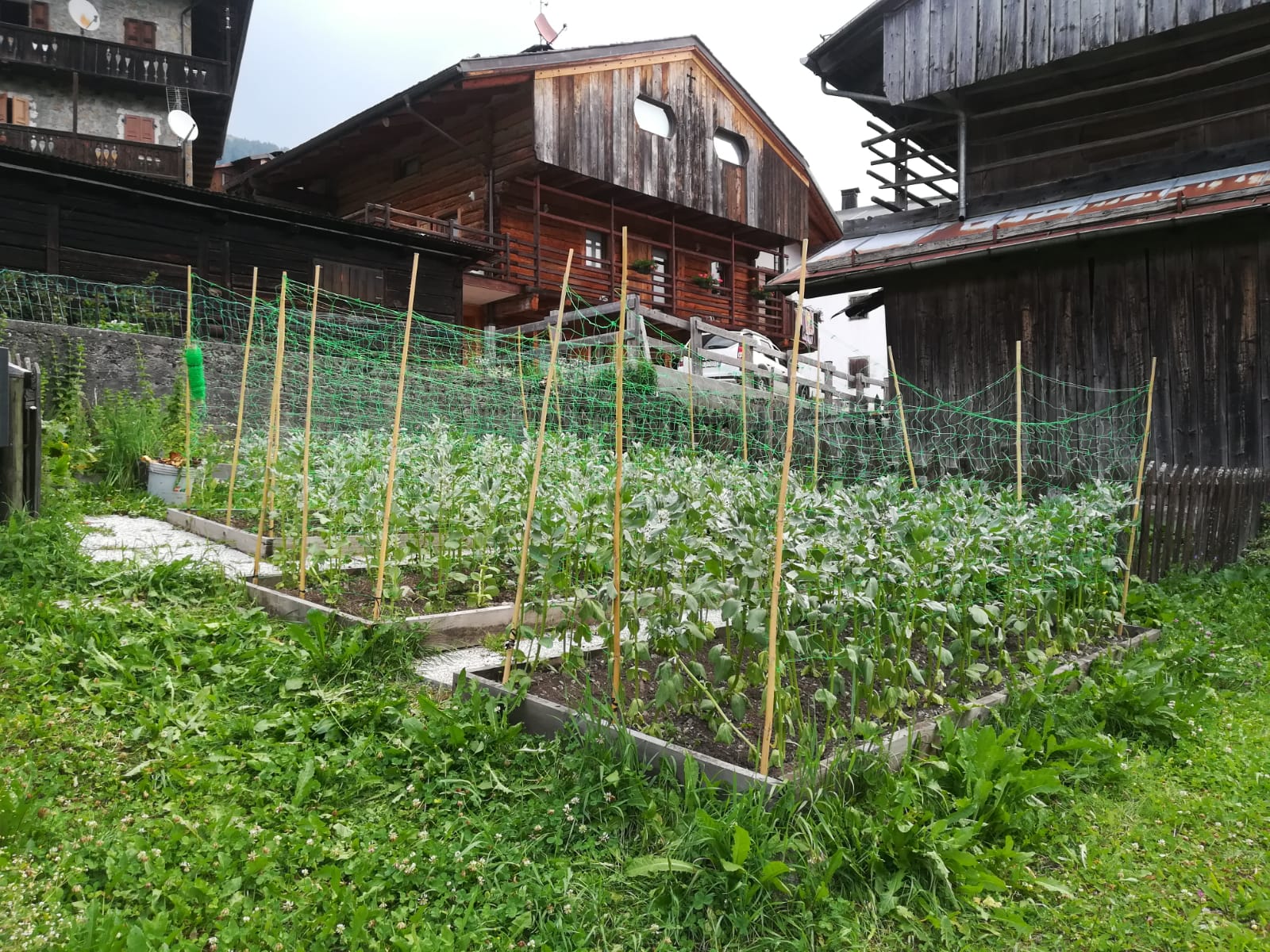 La fava di Sauris Presidio Slow Food - Sauris Zahre