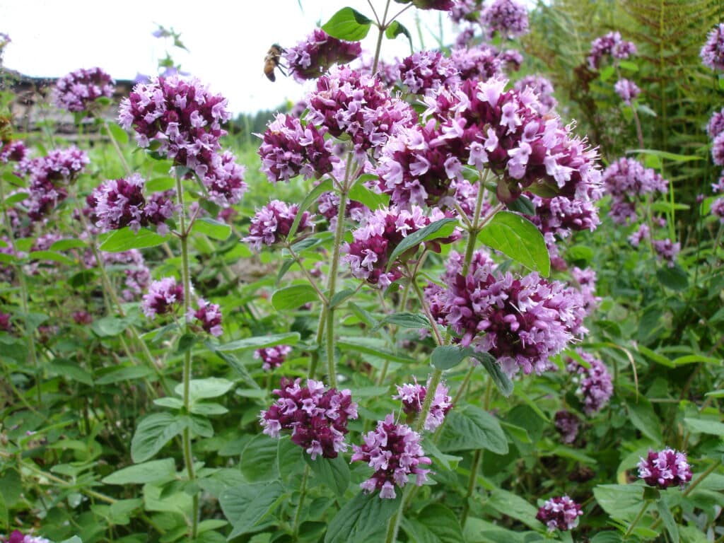 Benedette erbe... - Sauris Zahre