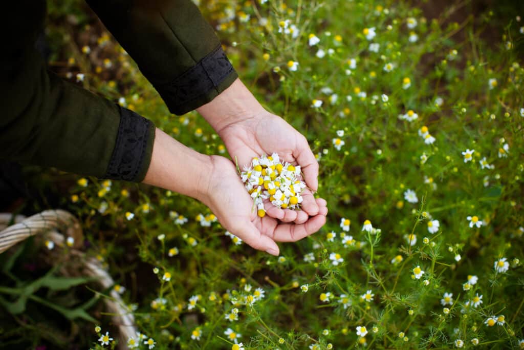 "Holtedi ratige! / Tienti da conto!" - Presentazione libro - Sauris Zahre